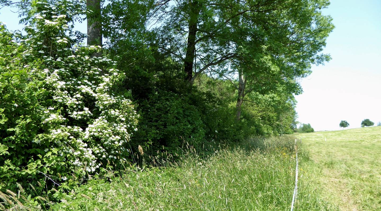 Heckenmeisterschaft 2020 St.Gallen-Süd: 34 Hecken für die Meisterschaft ...